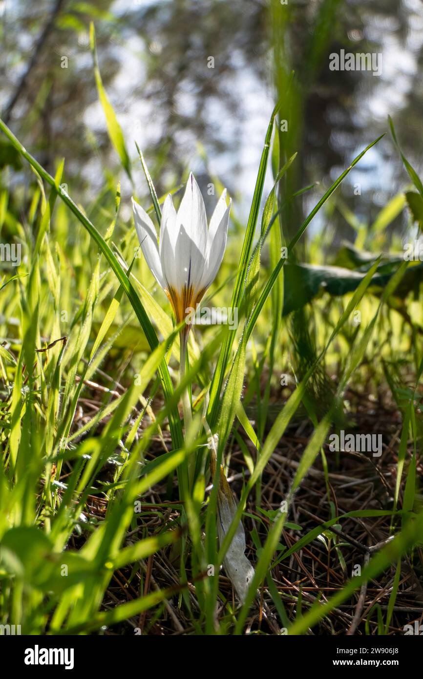 White flowers of wild Crocus aleppicus Barker close-up among green ...