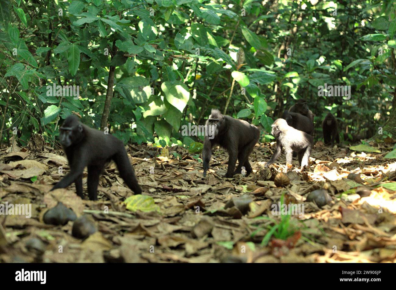 Crested macaques (Macaca nigra) move in a line on the ground in ...