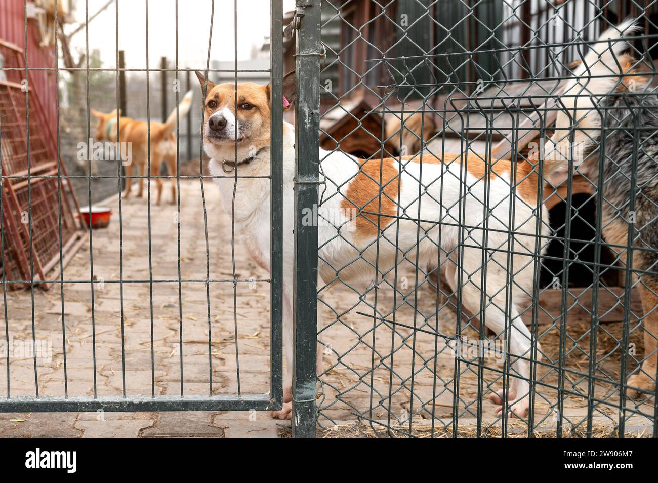 Stray dog in animal shelter waiting for adoption. Homeless dog in the ...