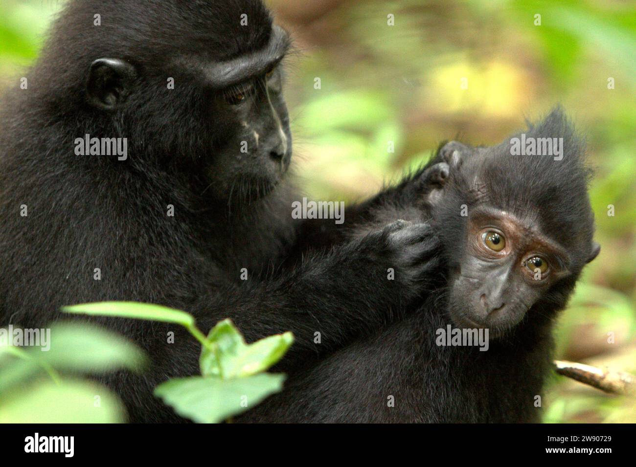 Primate grooming activity hi-res stock photography and images - Alamy