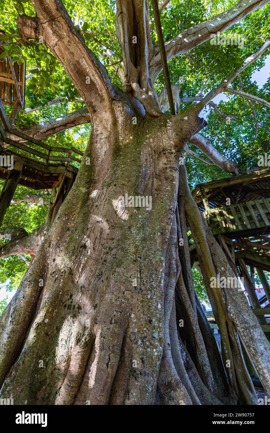 Anyan tree hi-res stock photography and images - Alamy