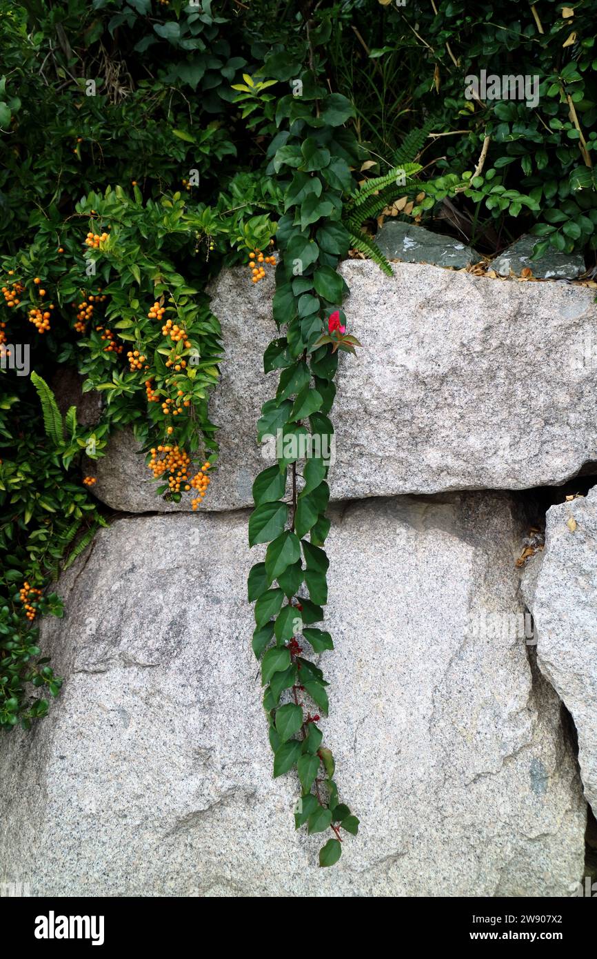 Australian vine growing on top of rock boulders Stock Photo - Alamy