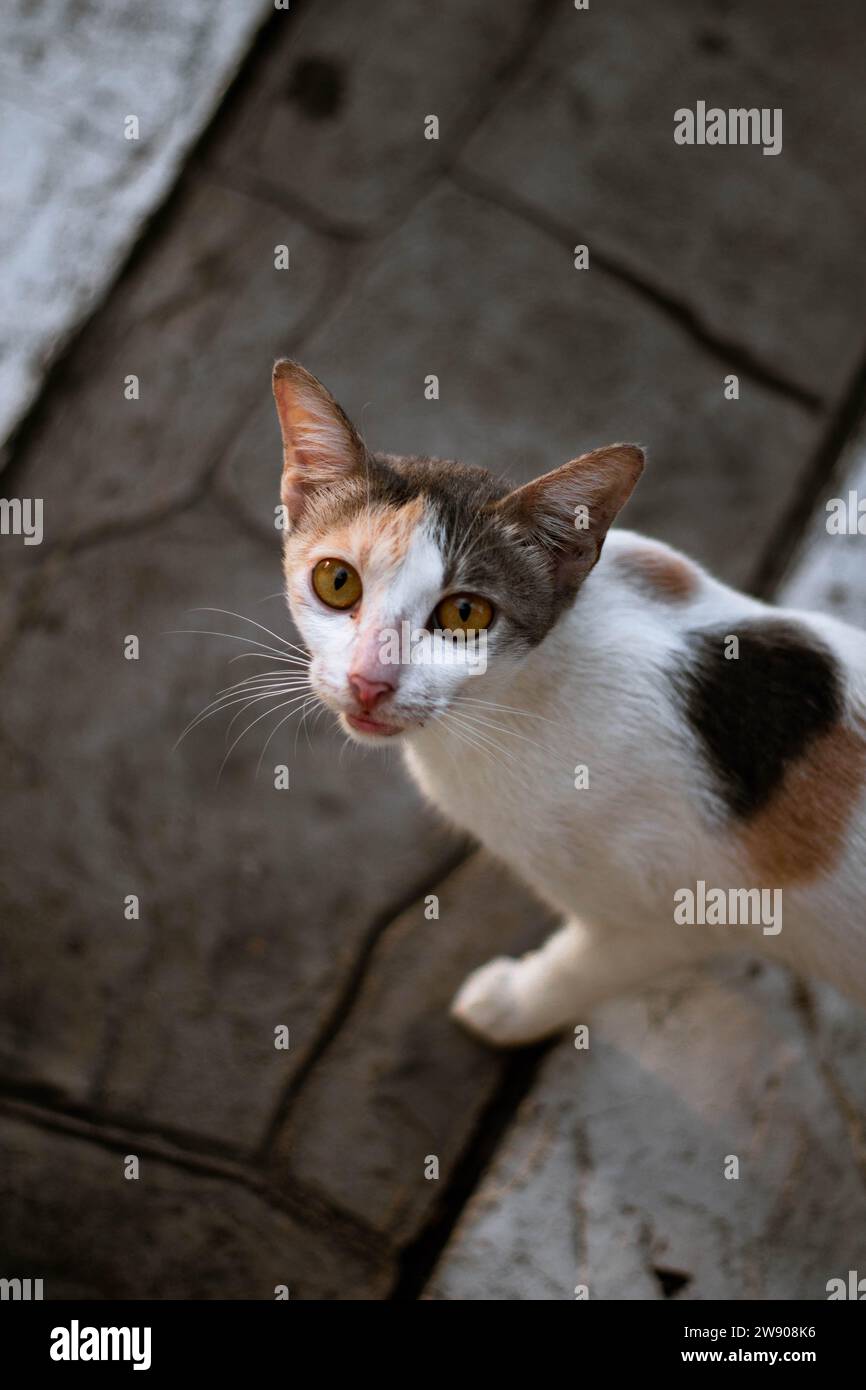 Purr machine hi-res stock photography and images - Alamy