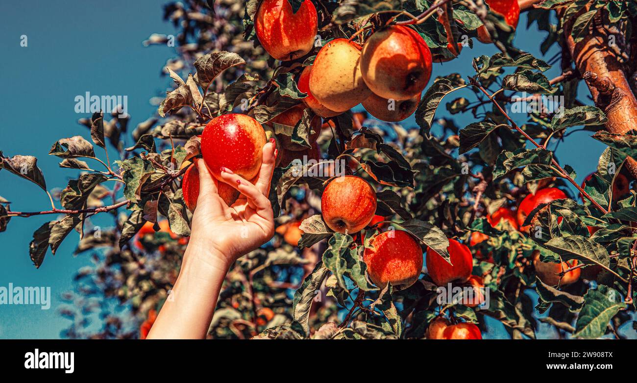 Farmers hands freshly harvested apples. Gardener hand picking red apple ...