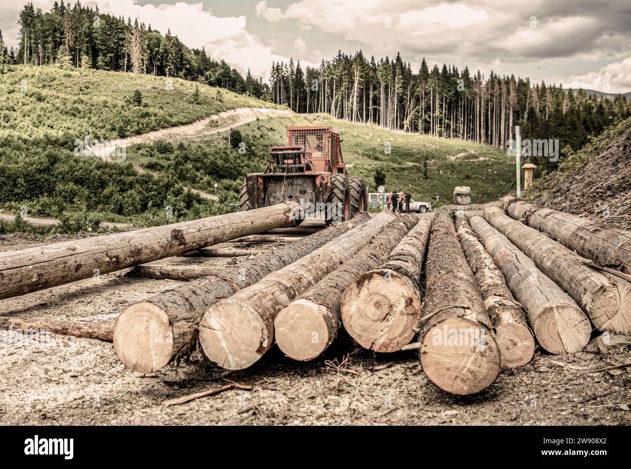 Wheel-mounted loader, timber grab. Forest industry. Lumberjack with ...