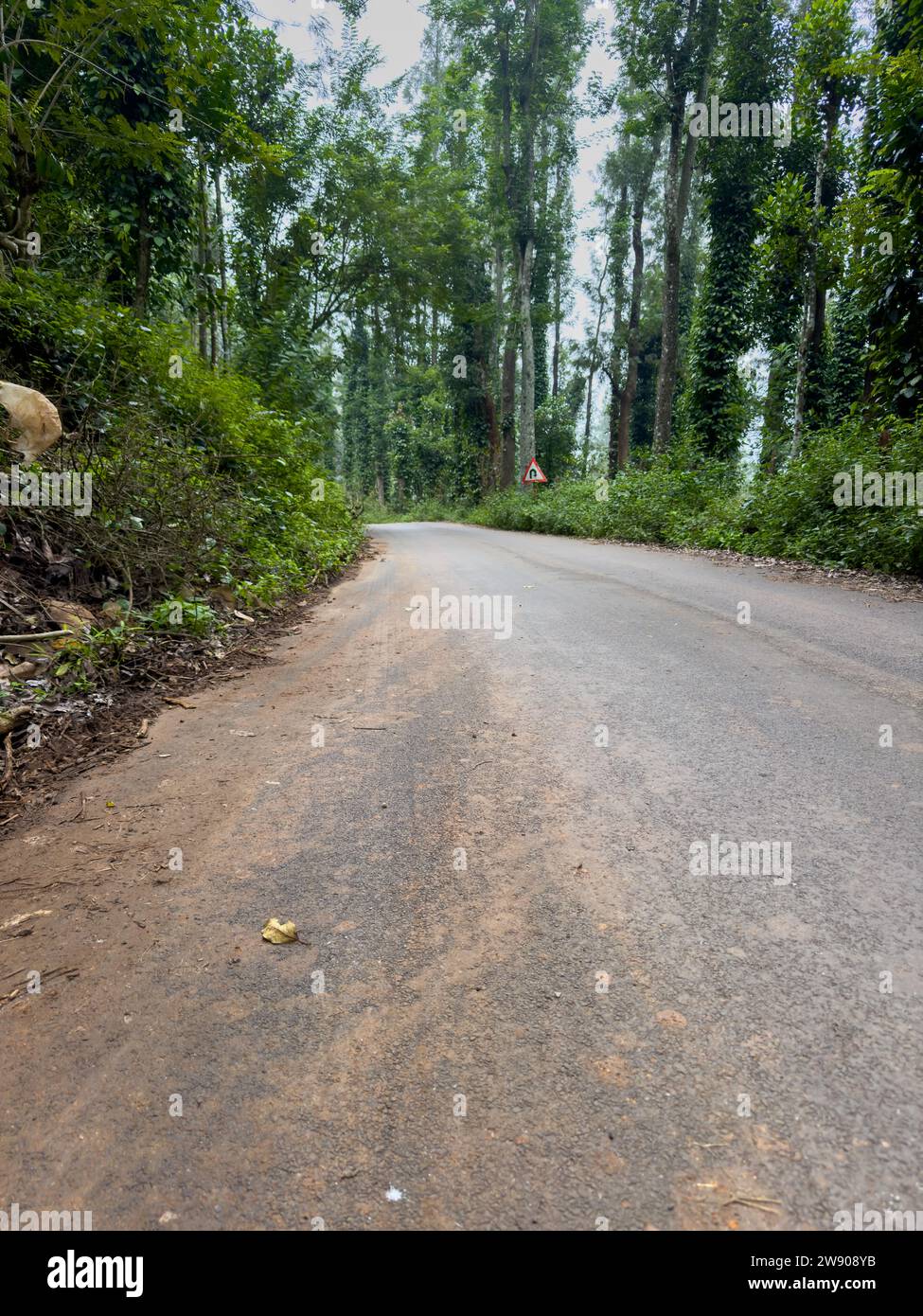 Narrow ghat road with high trees around Pandrimalai village close to ...