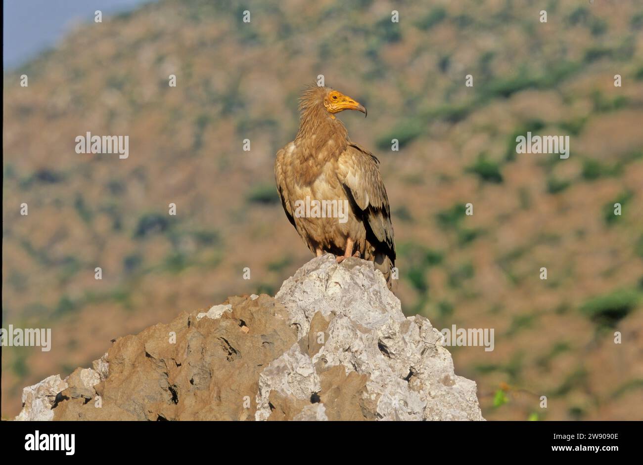 The Egyptian vulture (Neophron percnopterus), also called the white ...