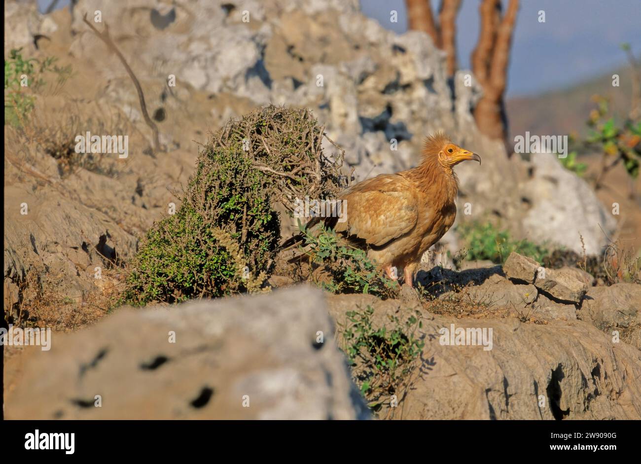 The Egyptian vulture (Neophron percnopterus), also called the white ...
