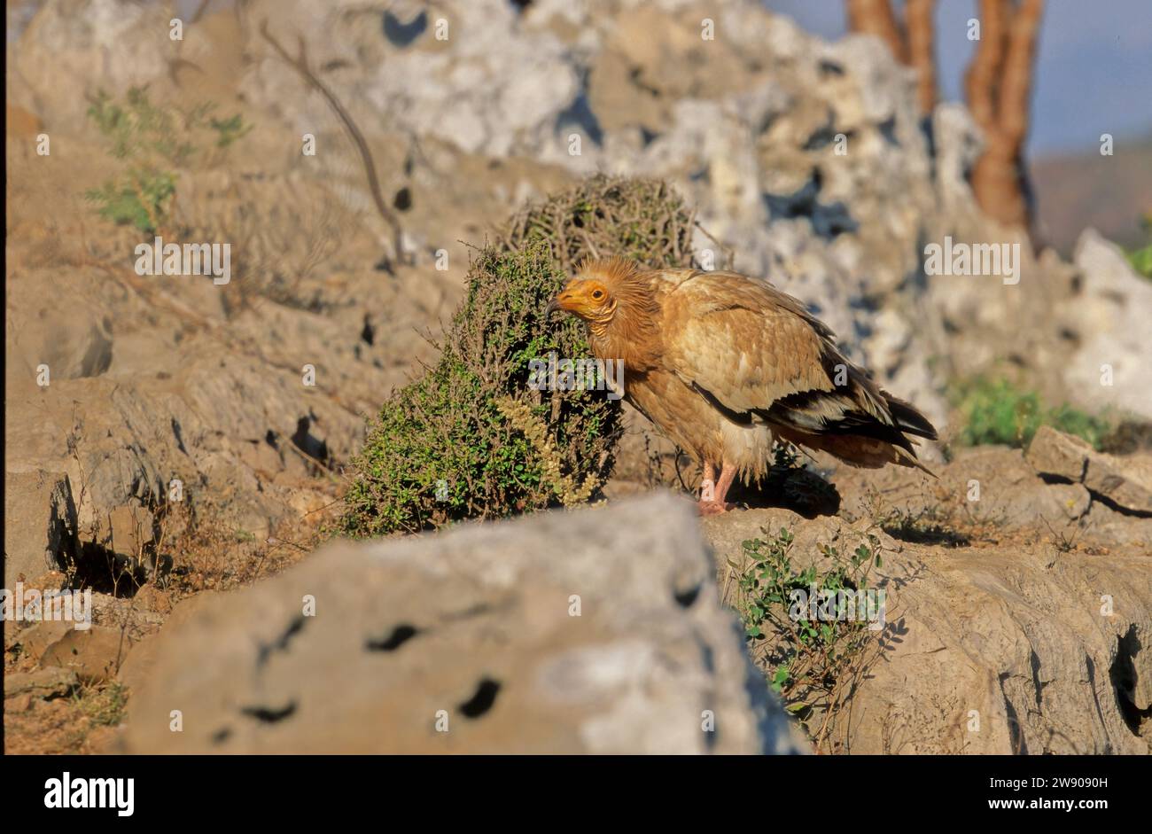 The Egyptian vulture (Neophron percnopterus), also called the white ...