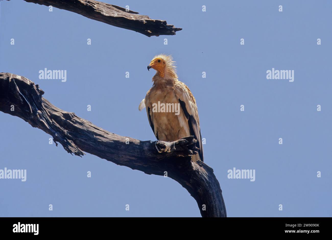 The Egyptian vulture (Neophron percnopterus), also called the white ...