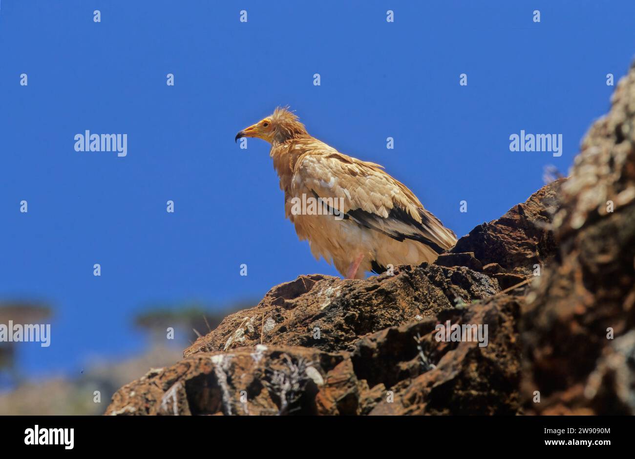 The Egyptian vulture (Neophron percnopterus), also called the white ...
