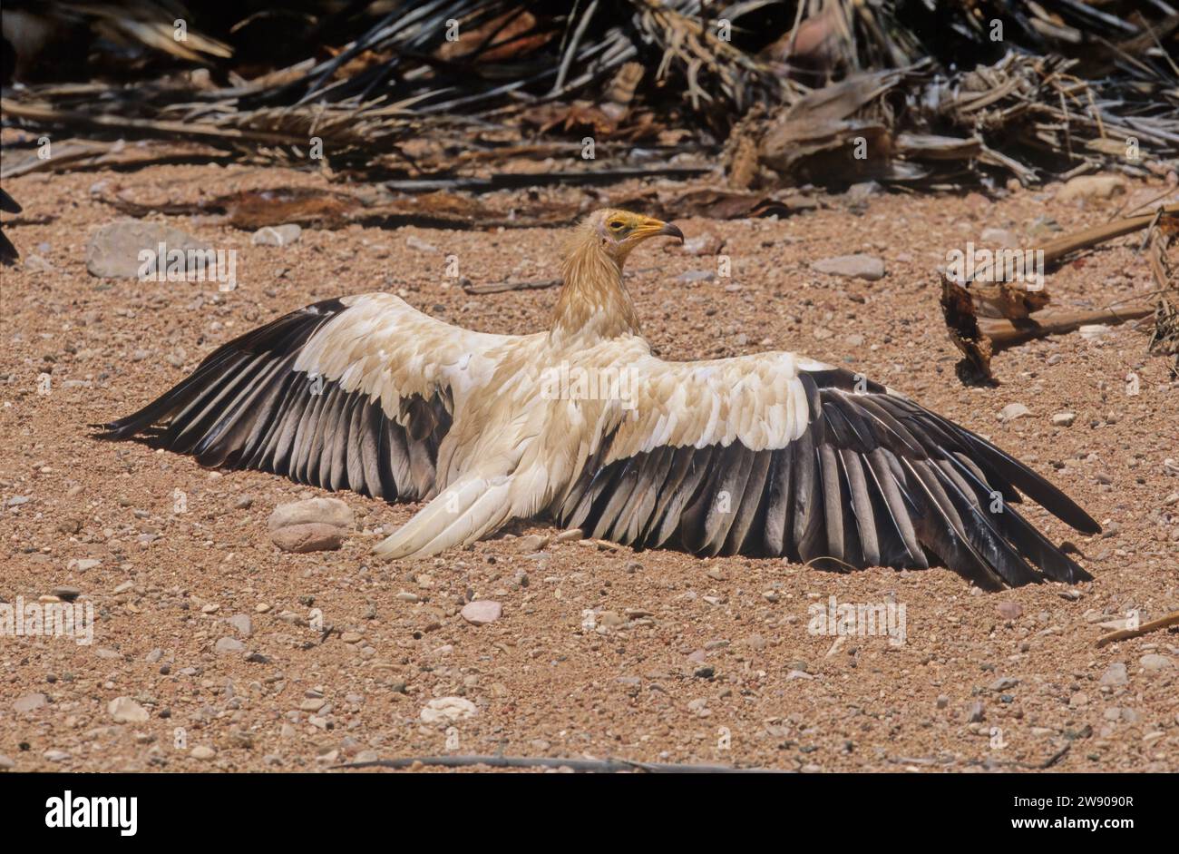 The Egyptian vulture (Neophron percnopterus), also called the white ...