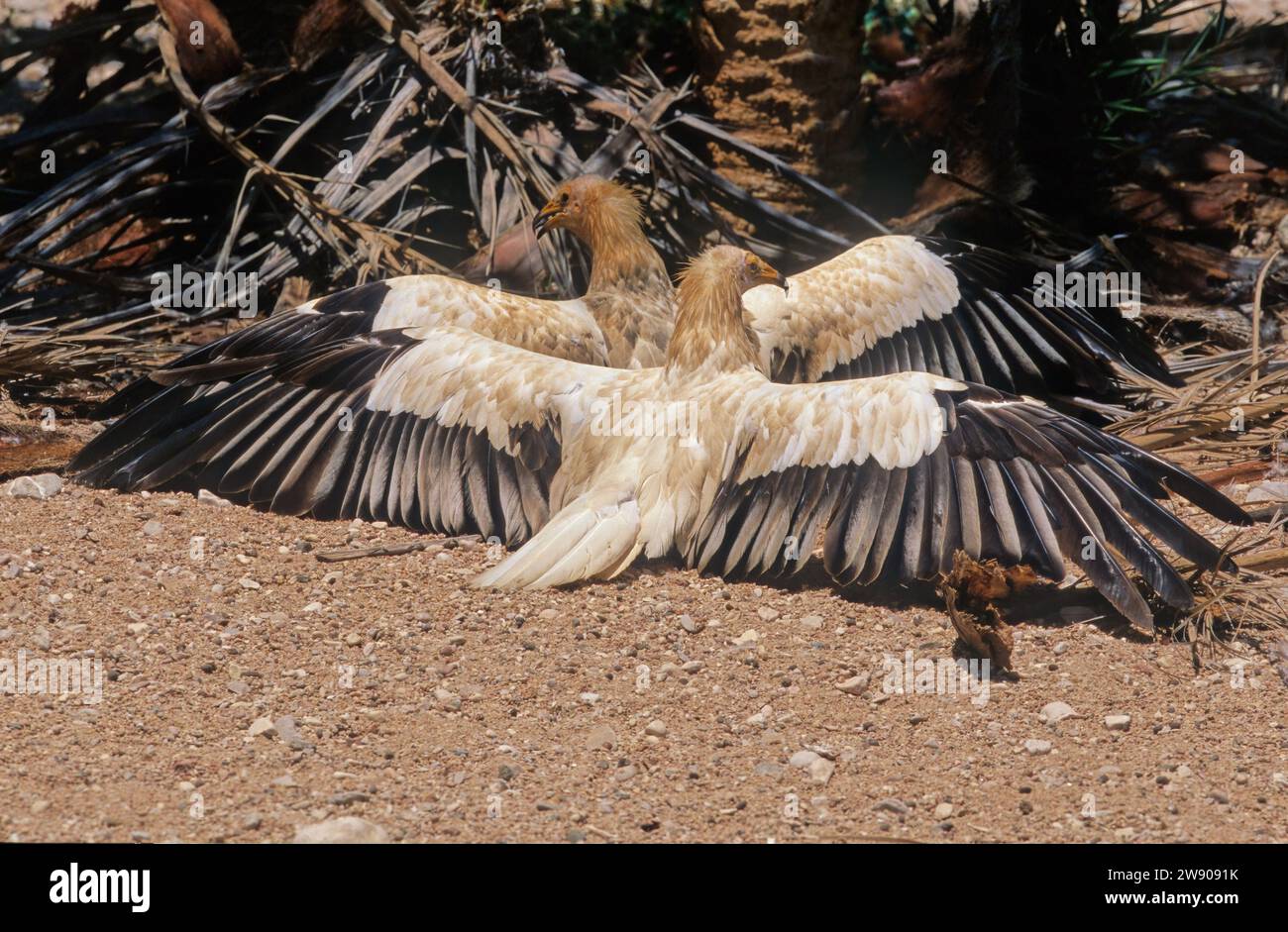 The Egyptian vulture (Neophron percnopterus), also called the white ...