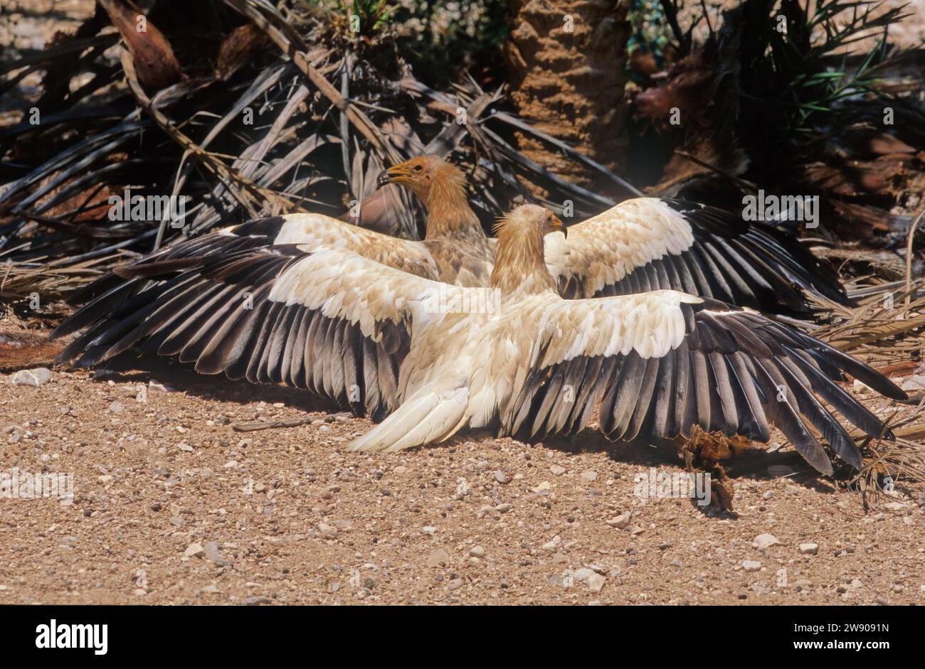 The Egyptian vulture (Neophron percnopterus), also called the white ...