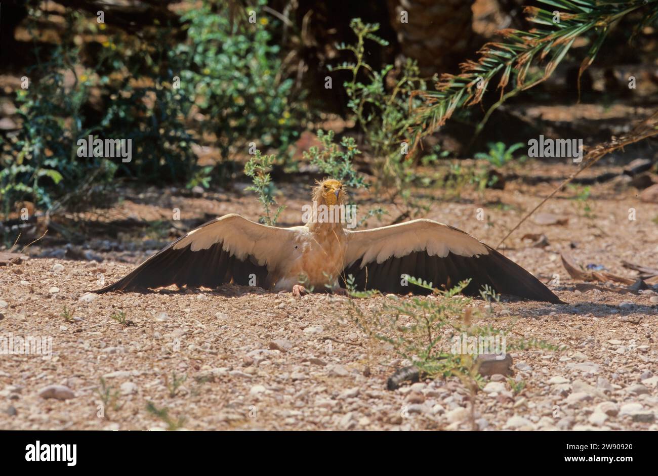 The Egyptian vulture (Neophron percnopterus), also called the white ...