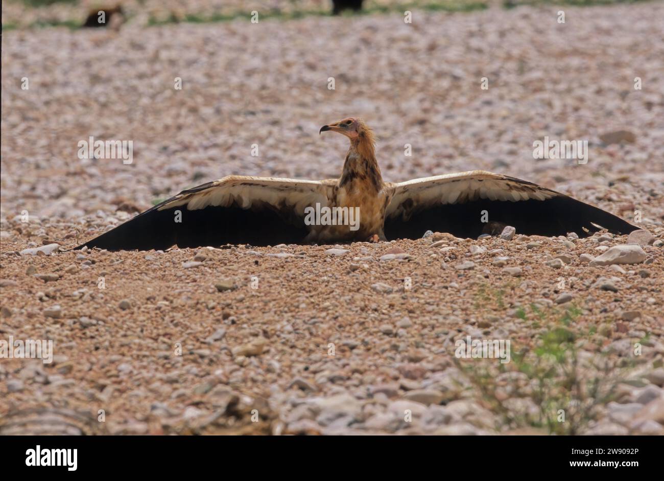 The Egyptian vulture (Neophron percnopterus), also called the white ...