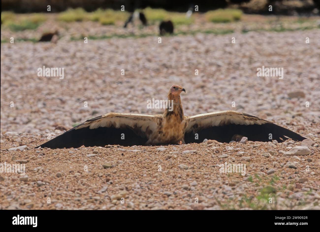 The Egyptian vulture (Neophron percnopterus), also called the white ...