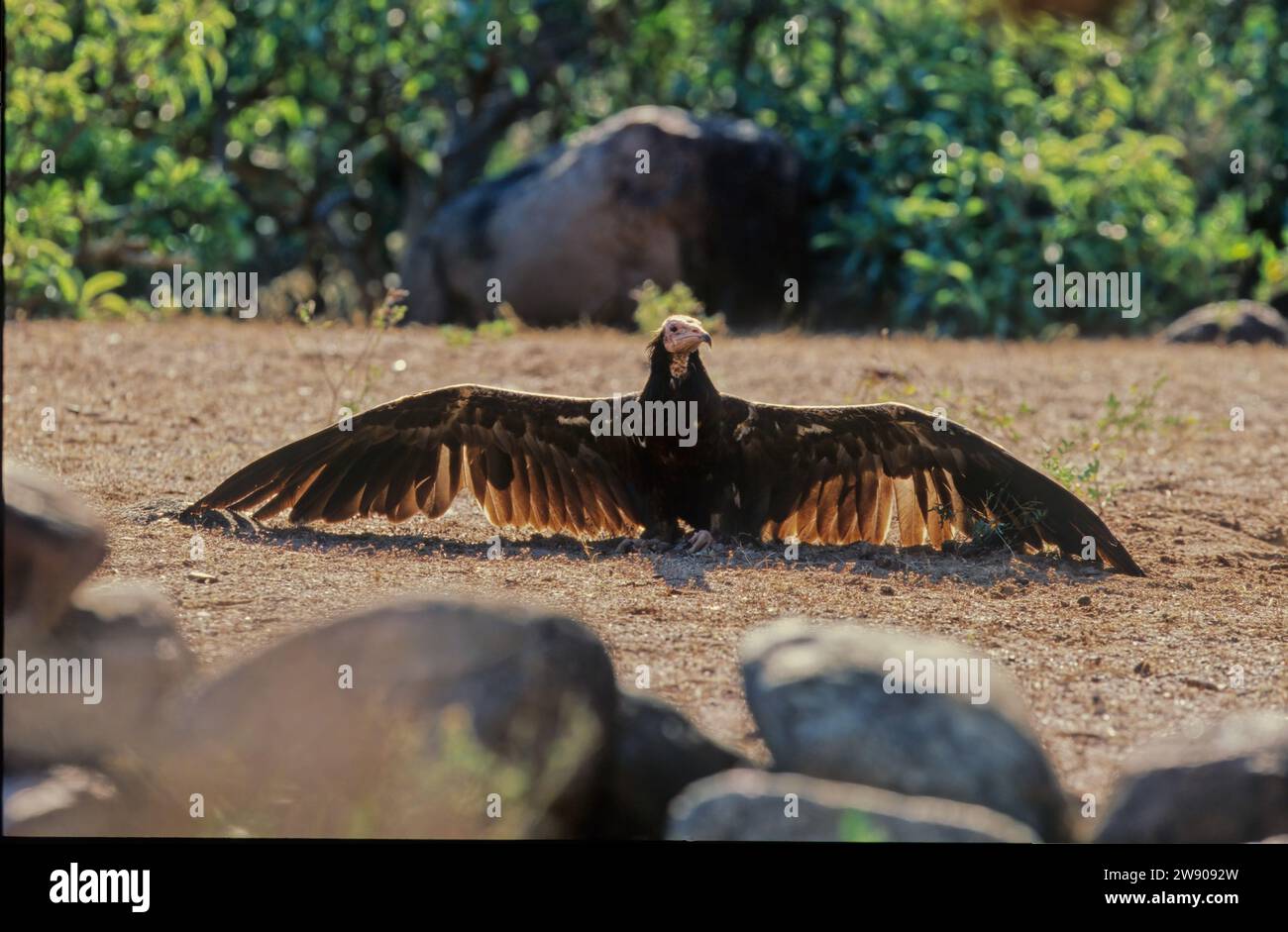 The Egyptian vulture (Neophron percnopterus), also called the white ...