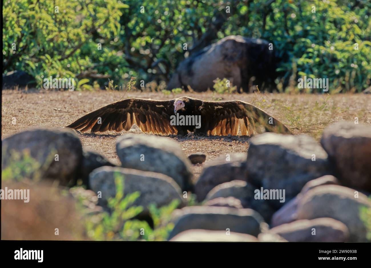 The Egyptian vulture (Neophron percnopterus), also called the white ...