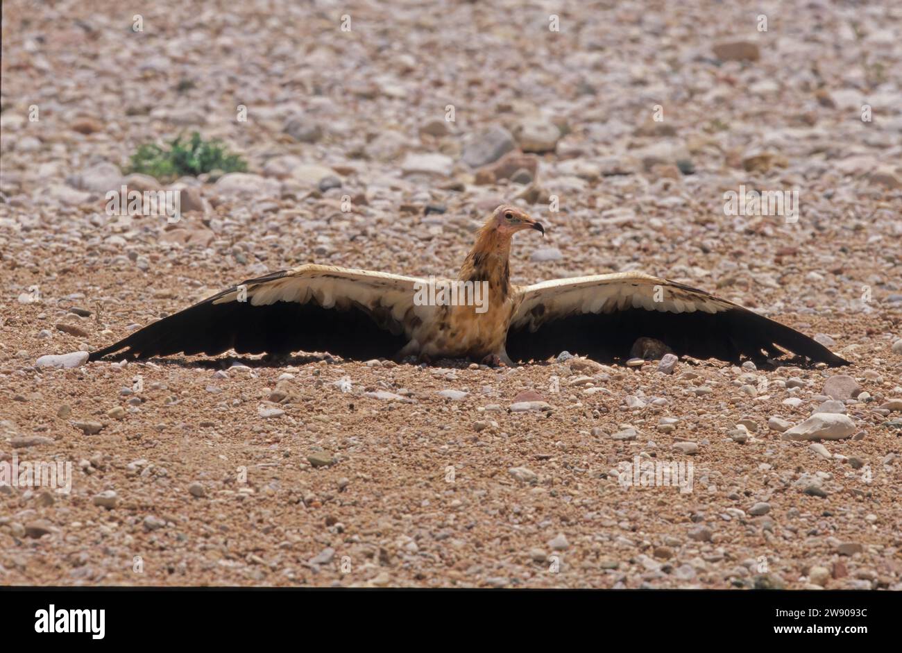 The Egyptian vulture (Neophron percnopterus), also called the white ...