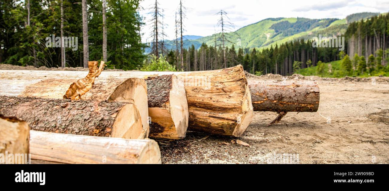Felling trees in forest. Sawed trees in coniferous forests ...