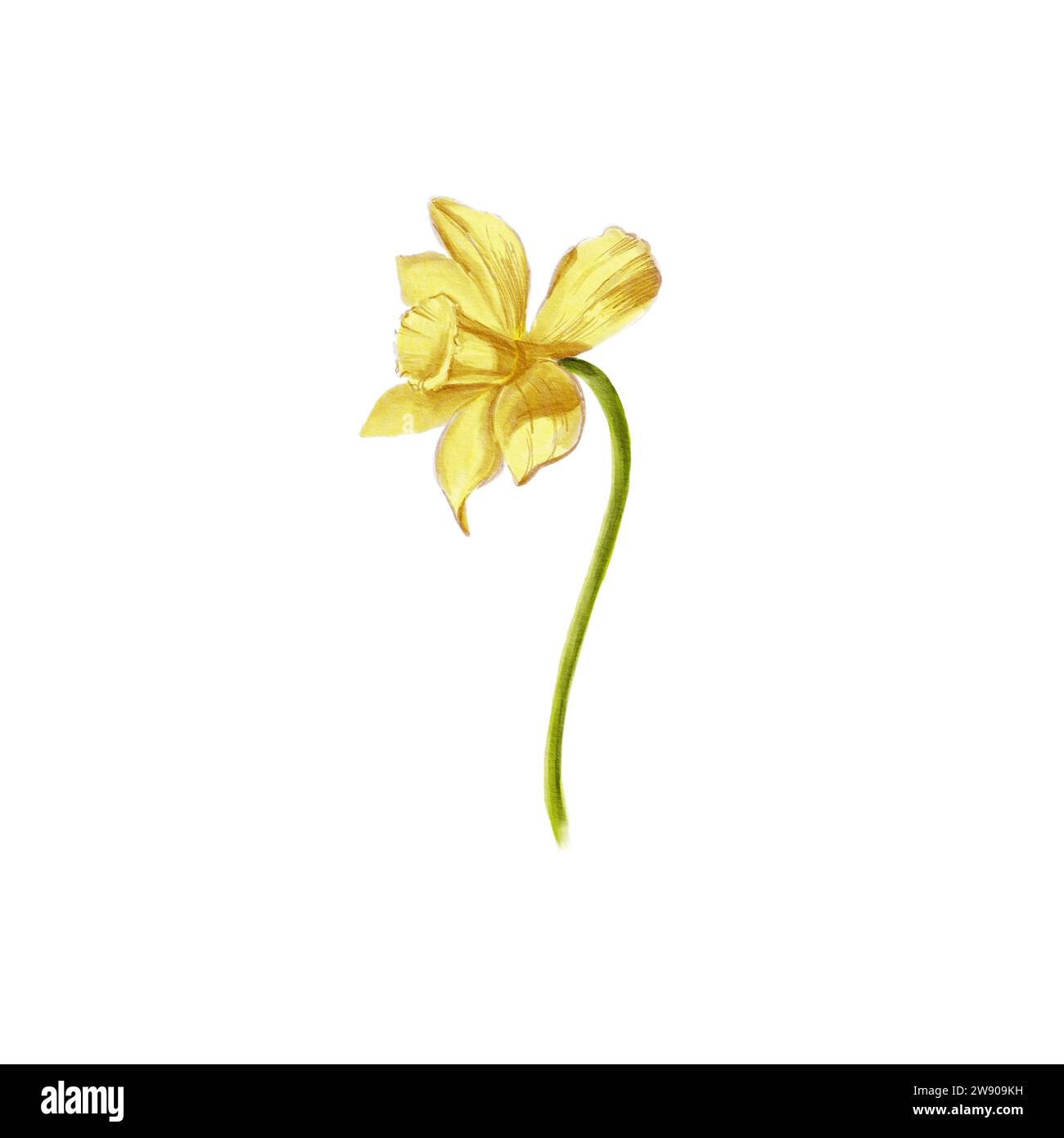 Watercolor Hand Drawn Yellow Narcissus Spring Flower Botanical
