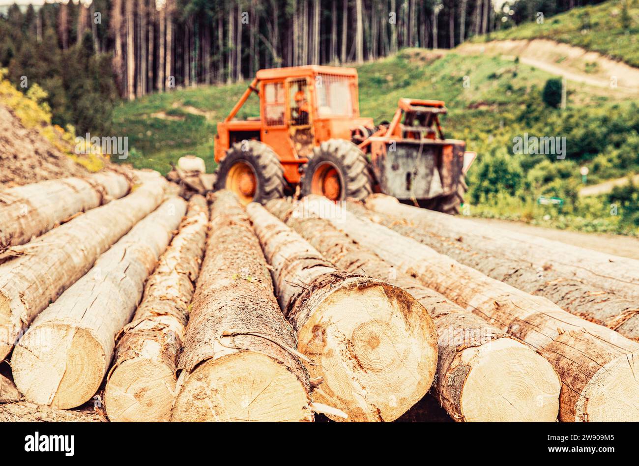 Felling of trees,cut trees. Forest industry. Lumberjack with modern ...