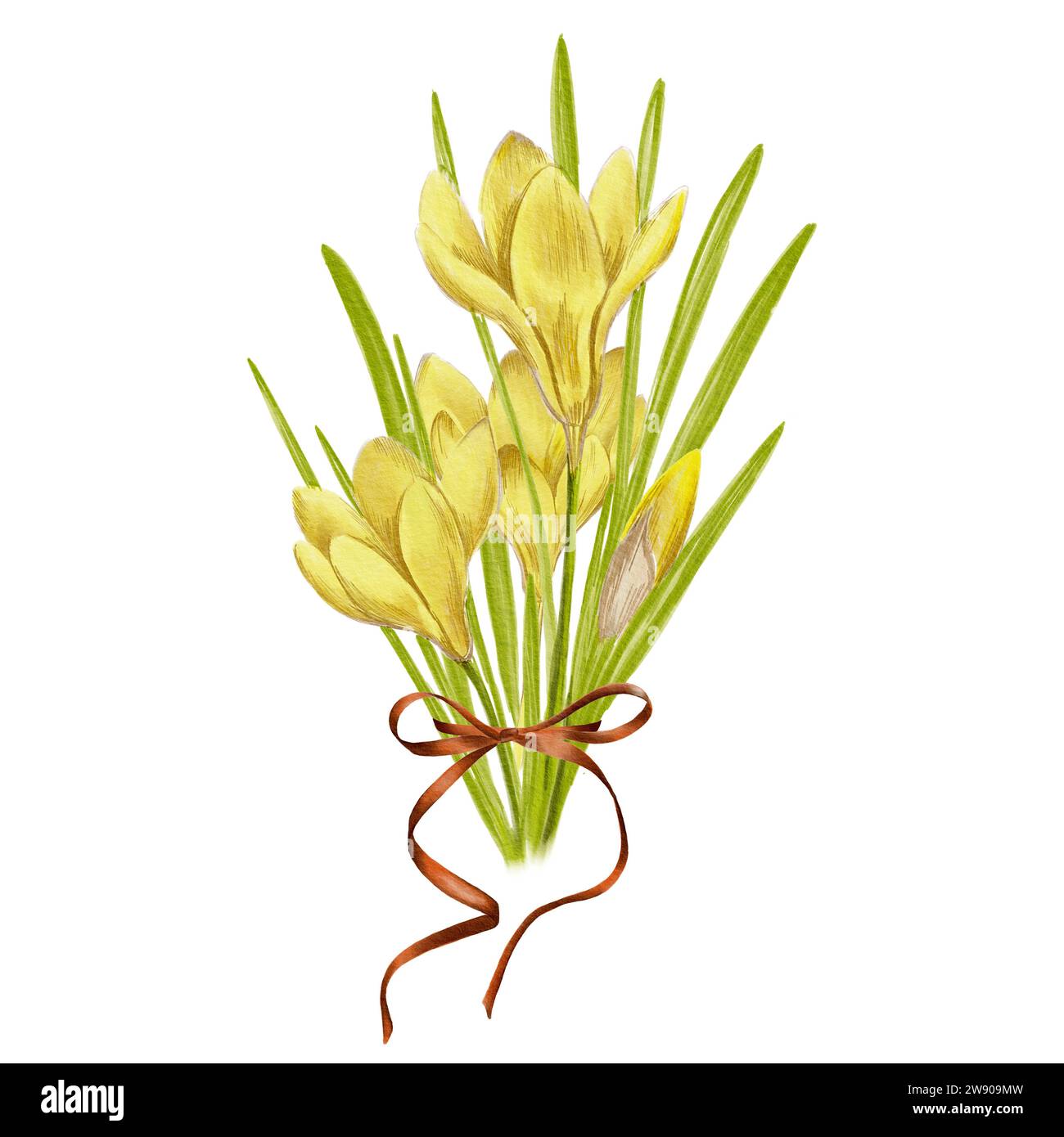 Watercolor hand drawn yellow crocuses.Spring bouquet flowers, ribbon ...