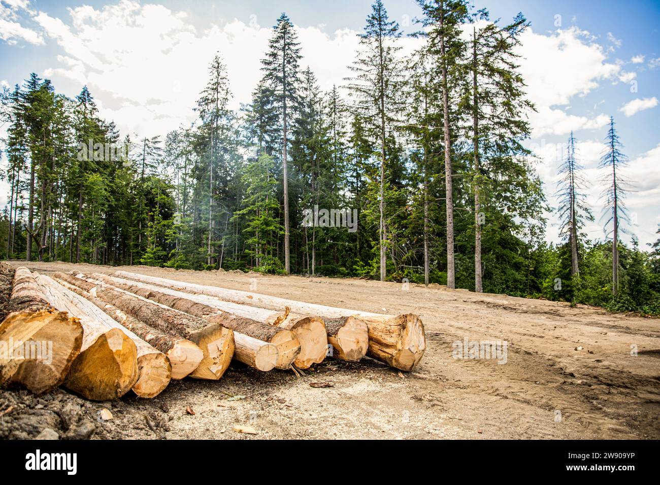 Sawed trees in coniferous forests. Deforestation, forest destruction ...