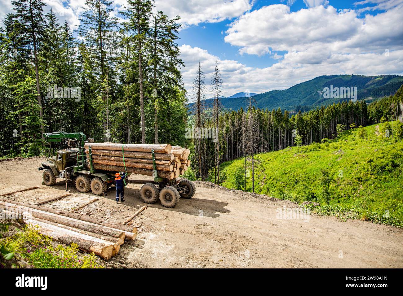 Felling of trees,cut trees , forest cutting area, forest protection ...