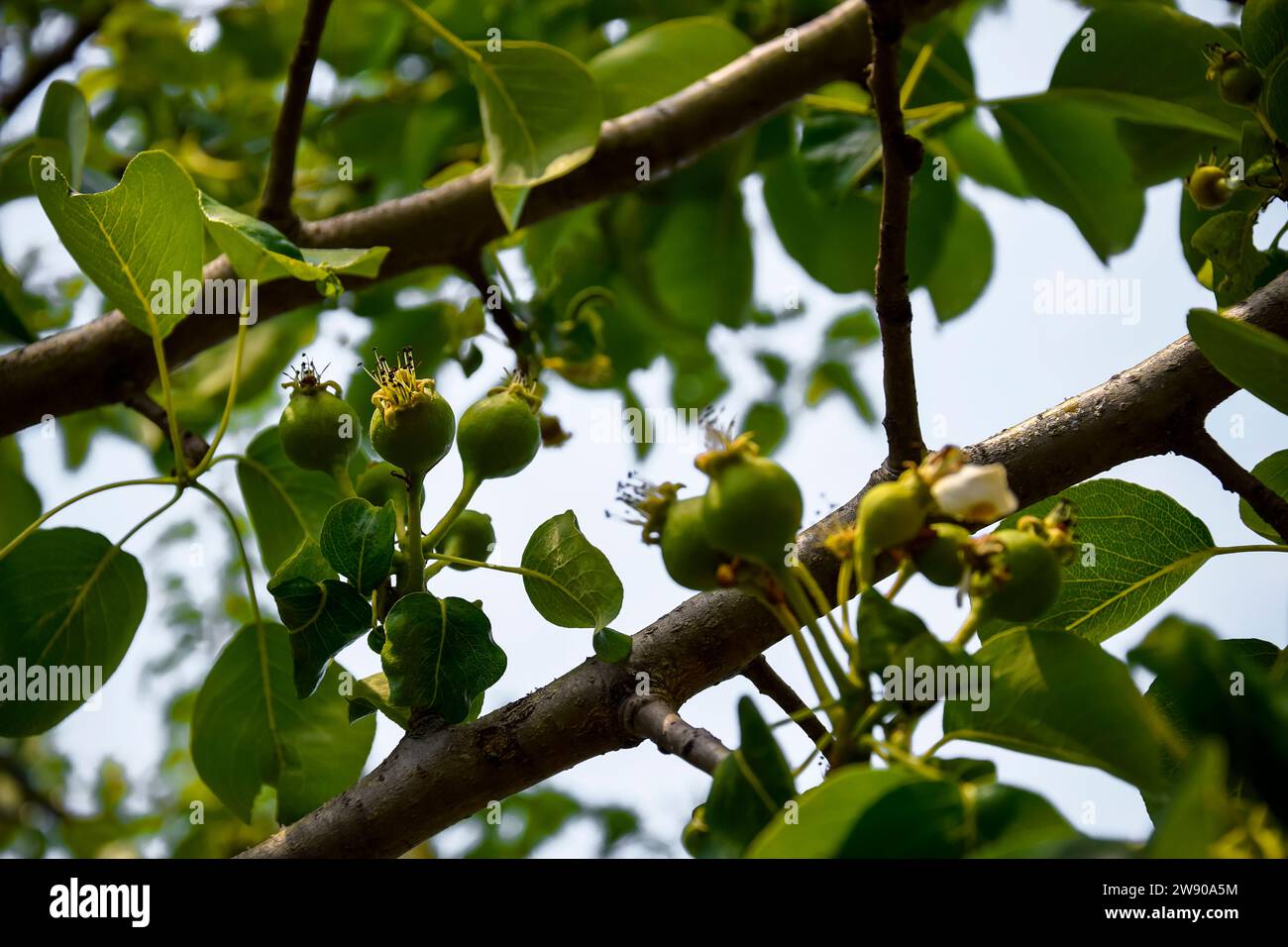 Small ovaries pear fruit hi-res stock photography and images - Alamy