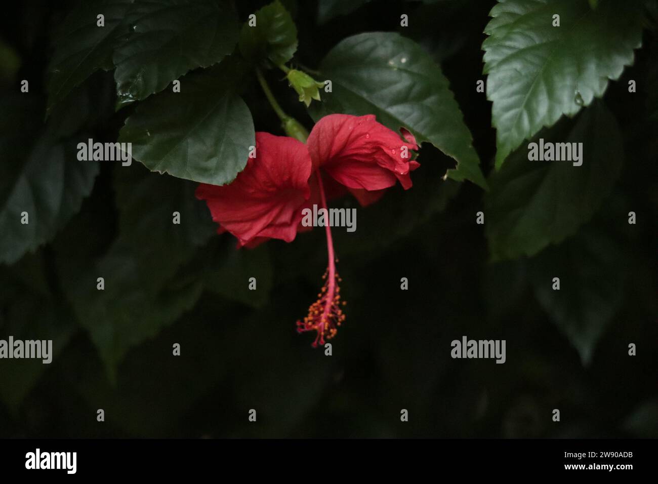 hibiscus flower beautiful photography bloom botanical close up petals ...
