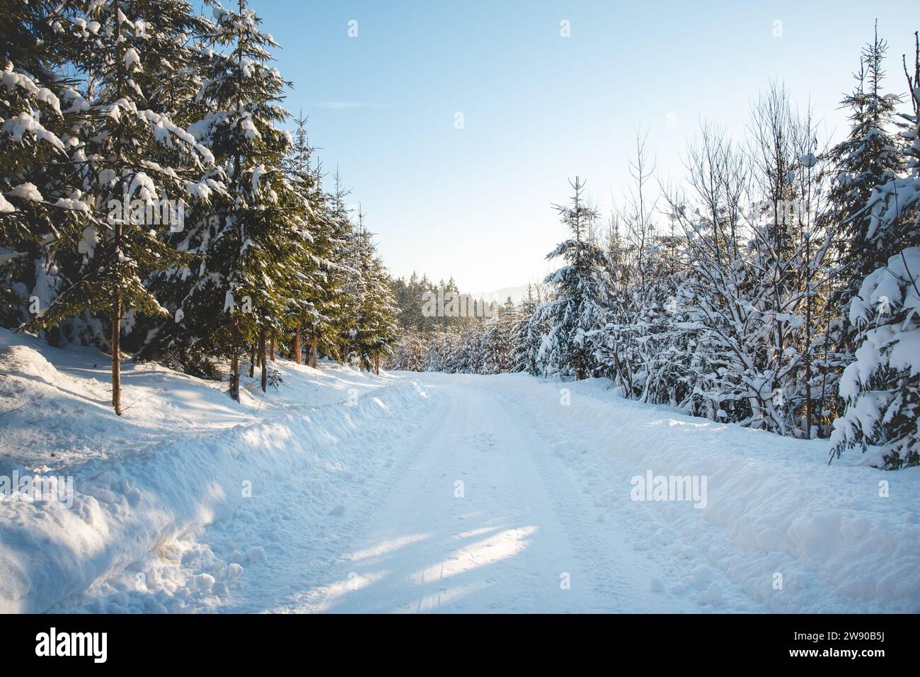 Catching a star of sun in a spruce forest covered with white glittering ...