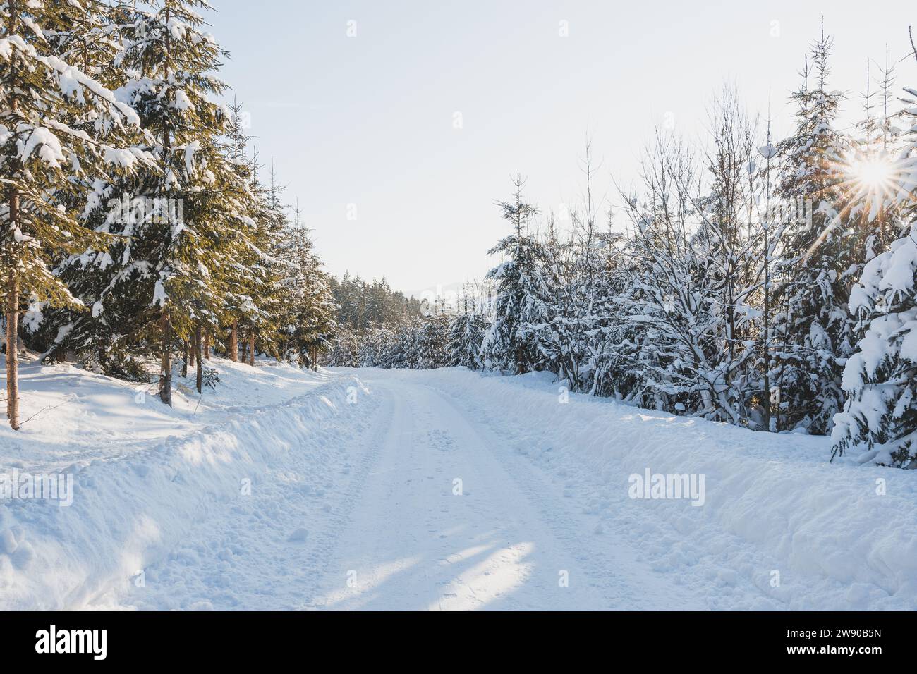 Catching a star of sun in a spruce forest covered with white glittering ...