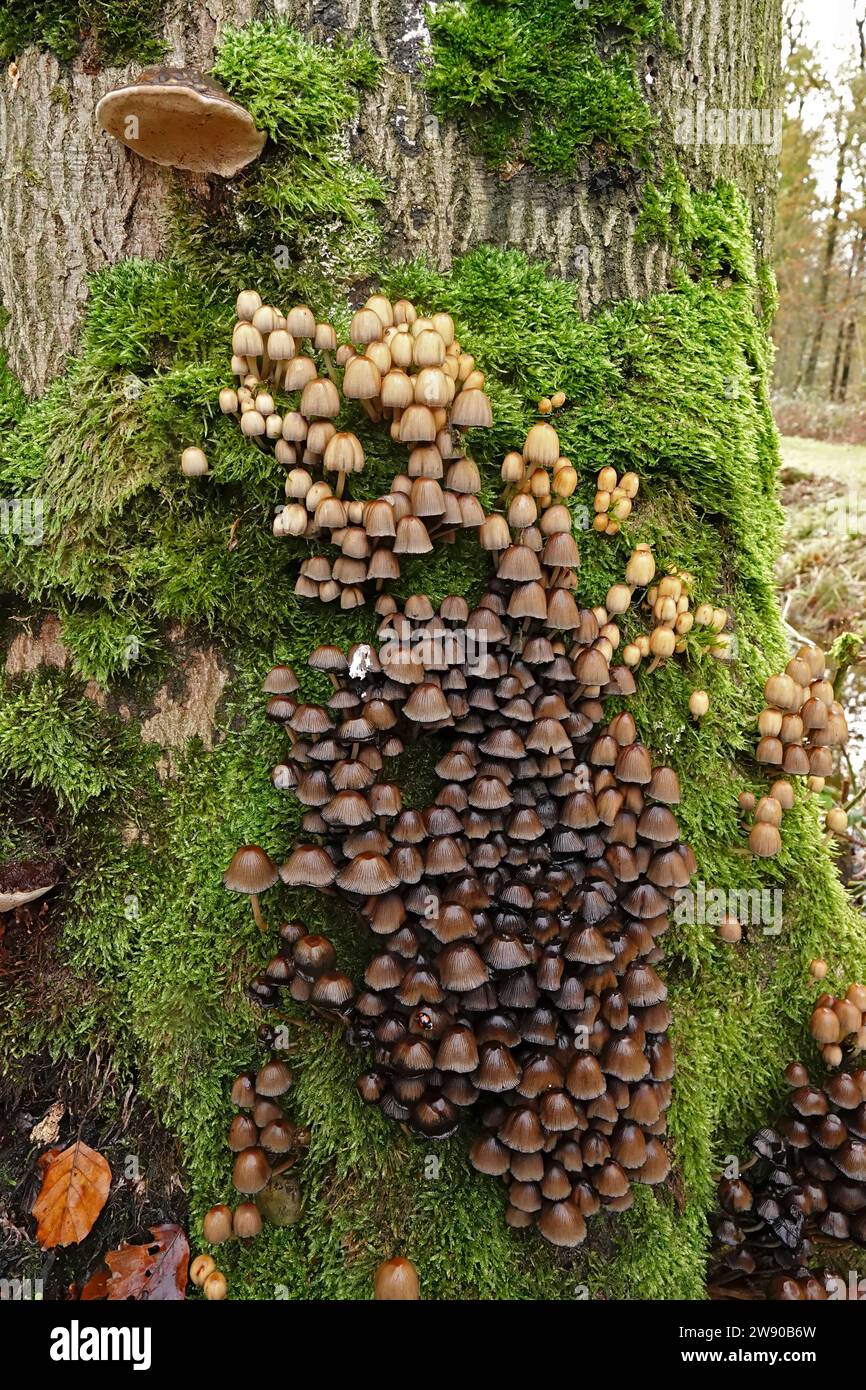 Natural closeup on a cluster of brown Coprinellus micaceus, Glistening ...