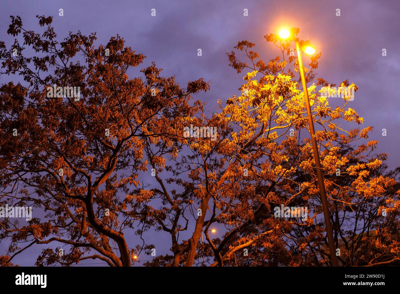 tree next to a street lamp still has leaves in December, Cologne ...