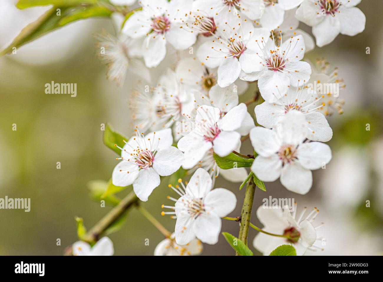 background early spring flowering trees, positive mood antidepression ...