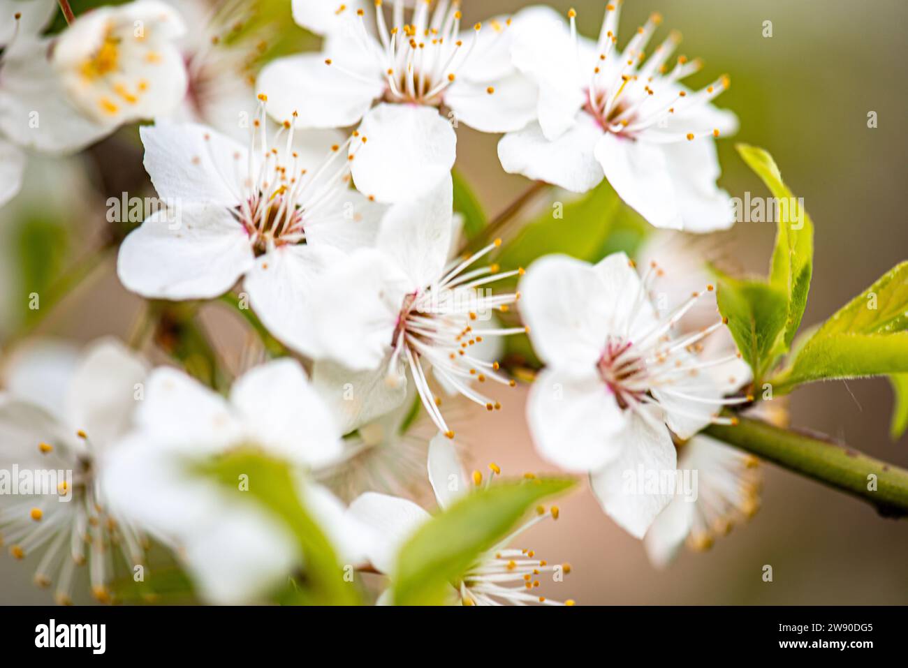 background early spring flowering trees, positive mood antidepression ...