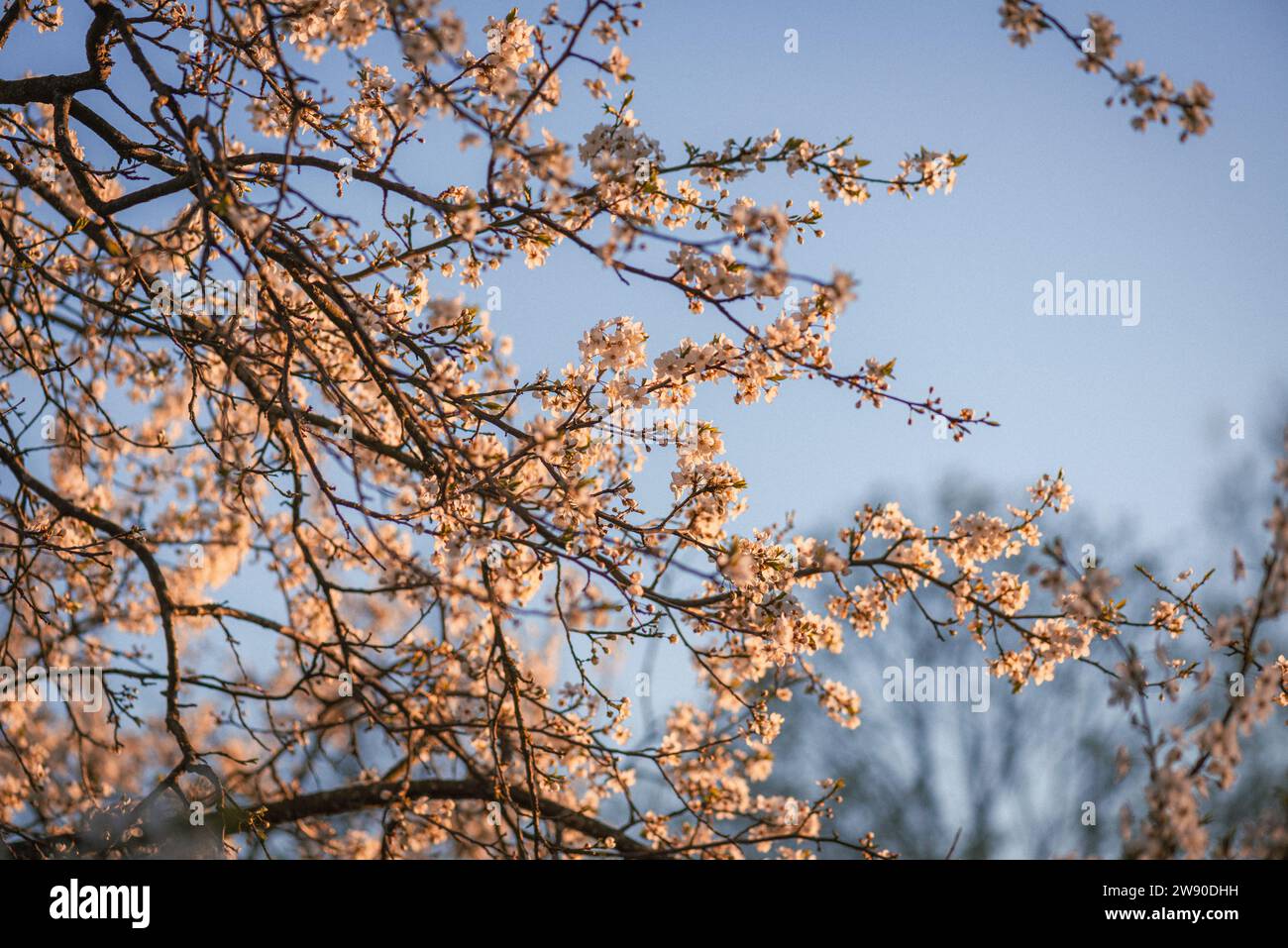background early spring flowering trees, positive mood antidepression ...