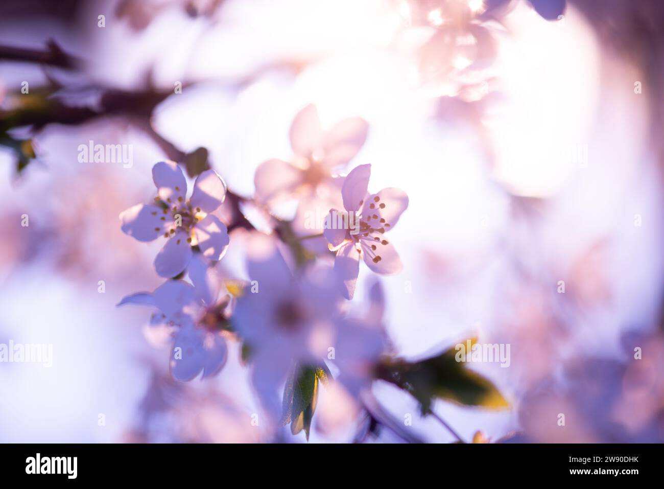 background early spring flowering trees, positive mood antidepression ...