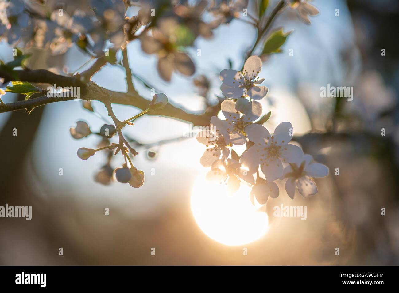background early spring flowering trees, positive mood antidepression ...