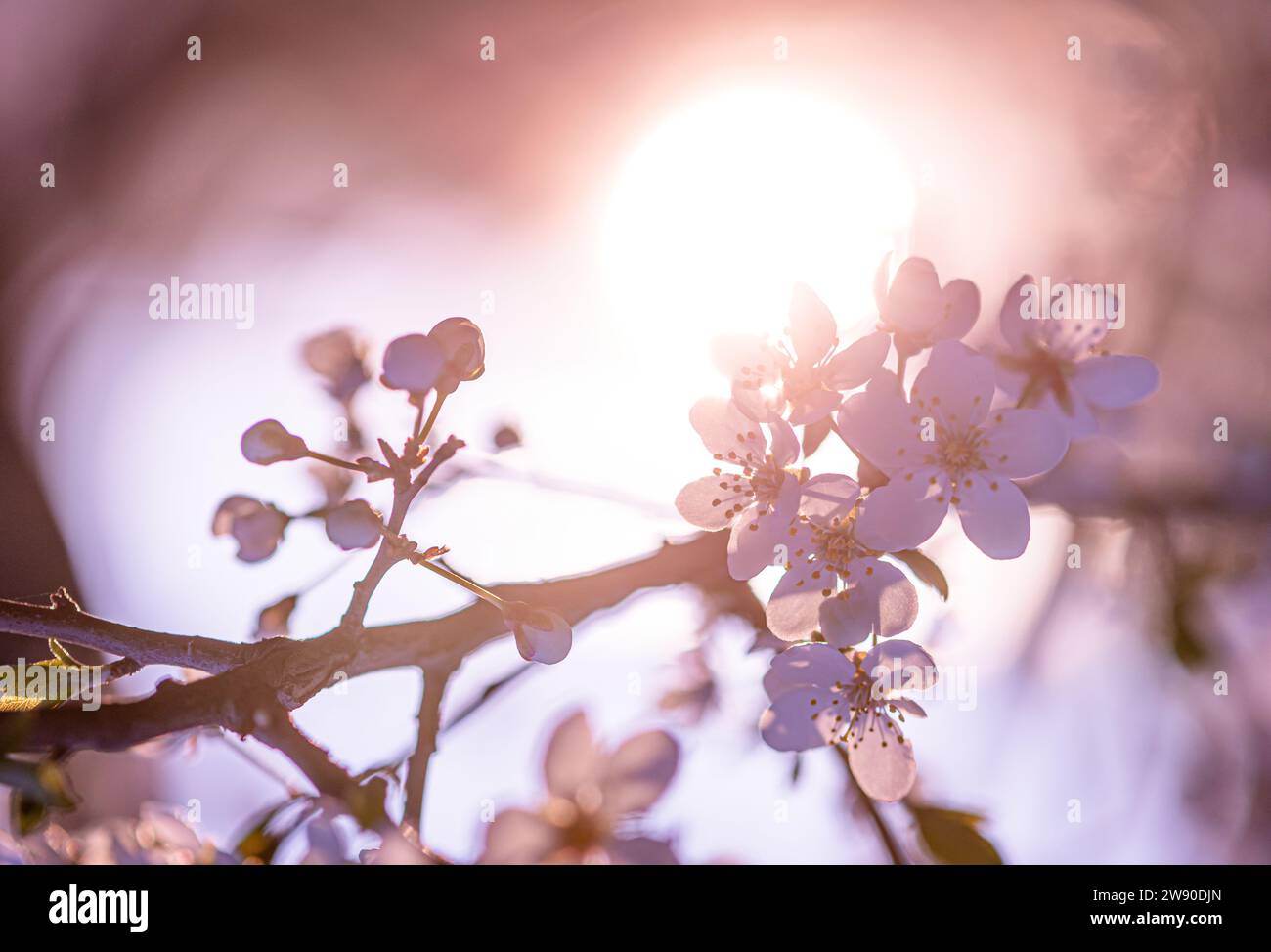background early spring flowering trees, positive mood antidepression ...