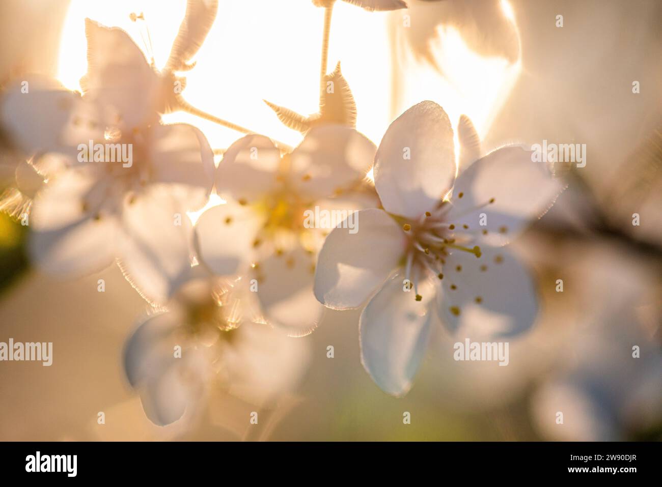 background early spring flowering trees, positive mood antidepression ...