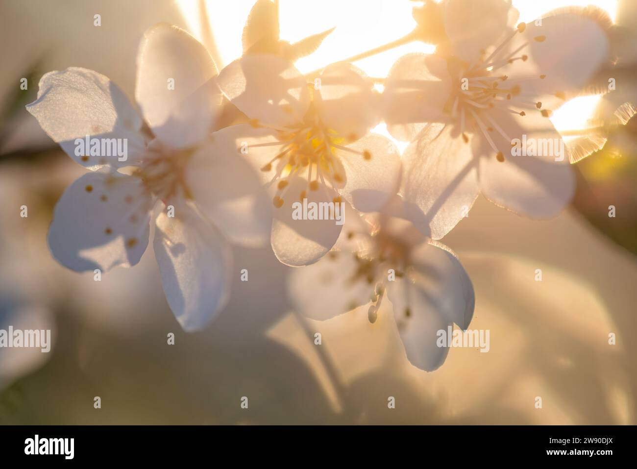 background early spring flowering trees, positive mood antidepression ...
