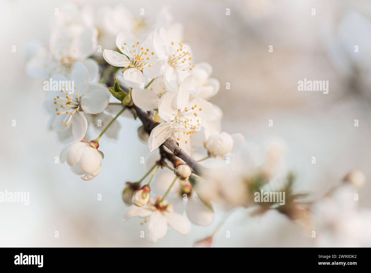 background early spring flowering trees, positive mood antidepression ...