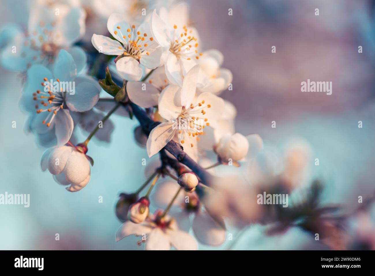 background early spring flowering trees, positive mood antidepression ...