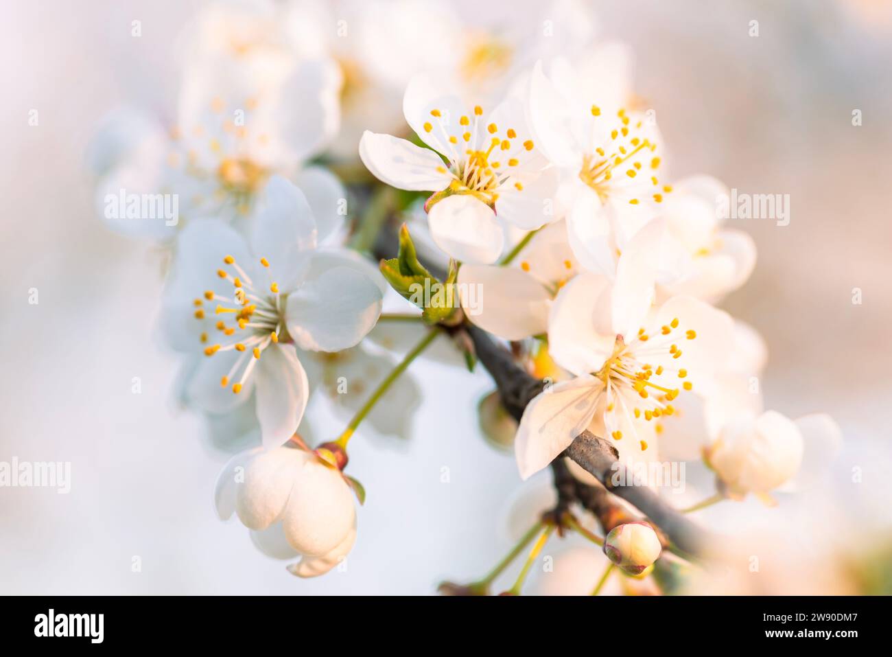 background early spring flowering trees, positive mood antidepression ...
