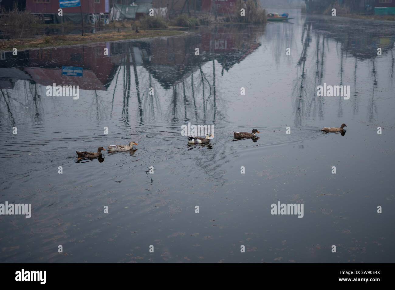 Srinagar, India. 23rd Dec, 2023. Ducks swim on Dal Lake during a cold ...