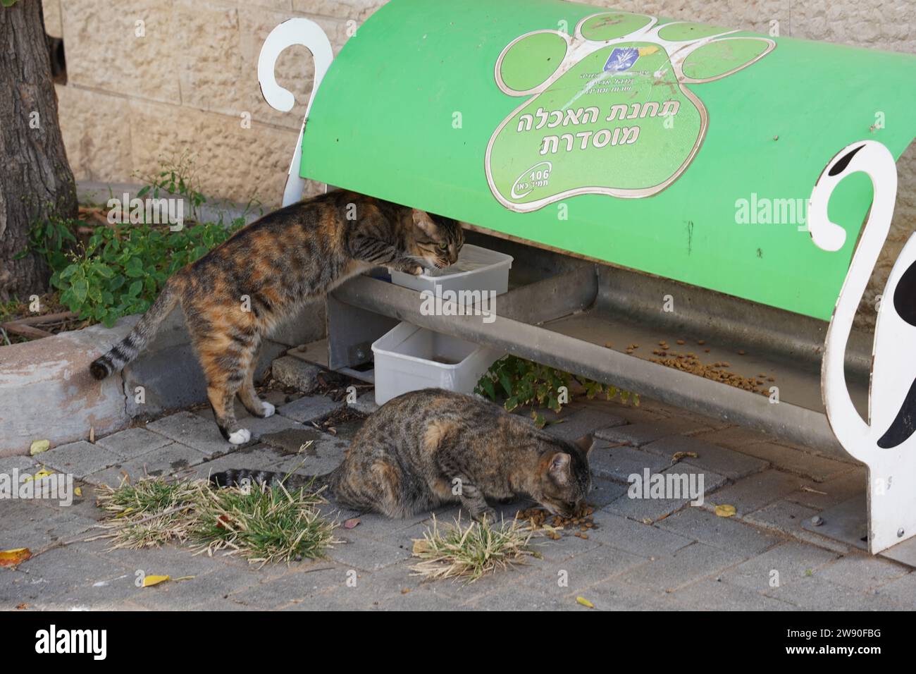 Two homeless cats eat dry hi-res stock photography and images - Alamy