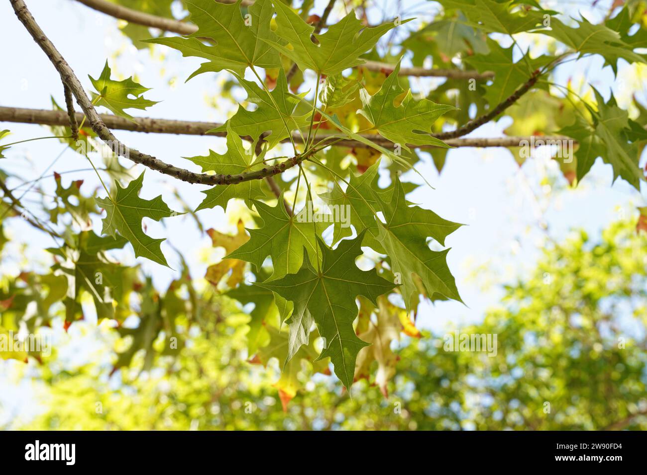 Leaves of Brachychiton australis commonly known as the broad-leaved ...